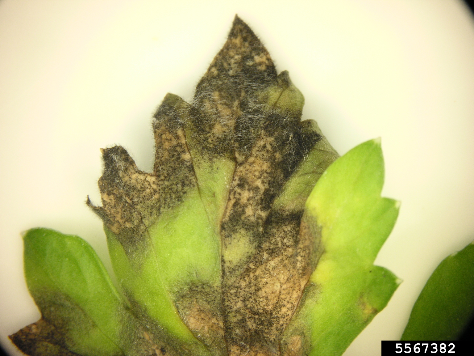 Cercospora leaf spot (Cercospora apii ) on celery (Apium spp. ) - 5567382