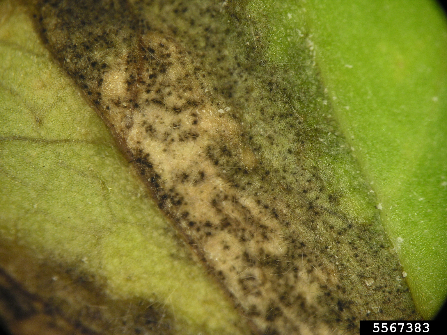 Cercospora leaf spot (Cercospora apii)