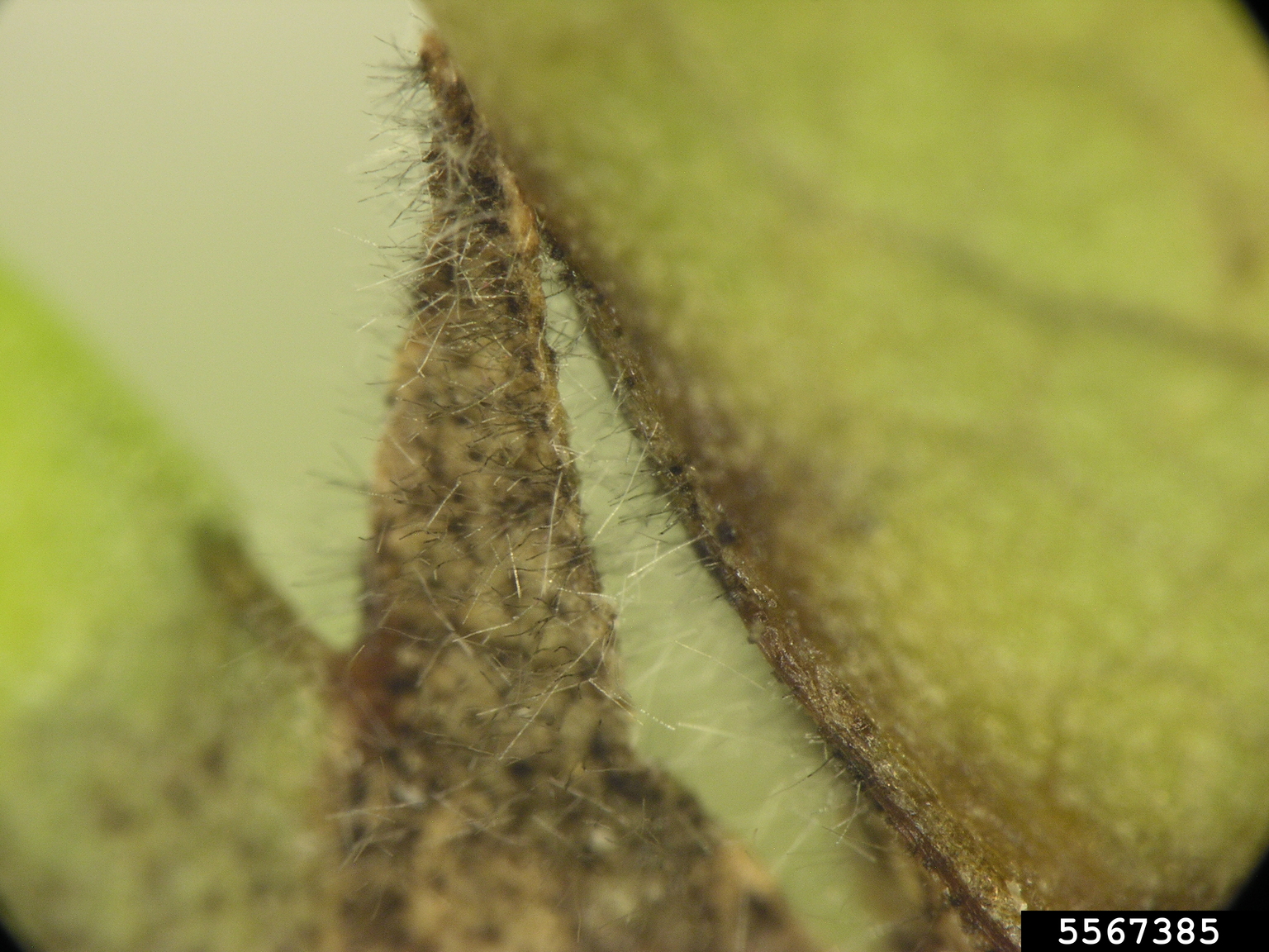 Cercospora leaf spot (Cercospora apii)