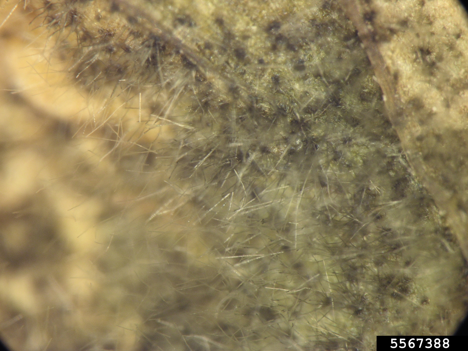 Cercospora leaf spot (Cercospora apii)