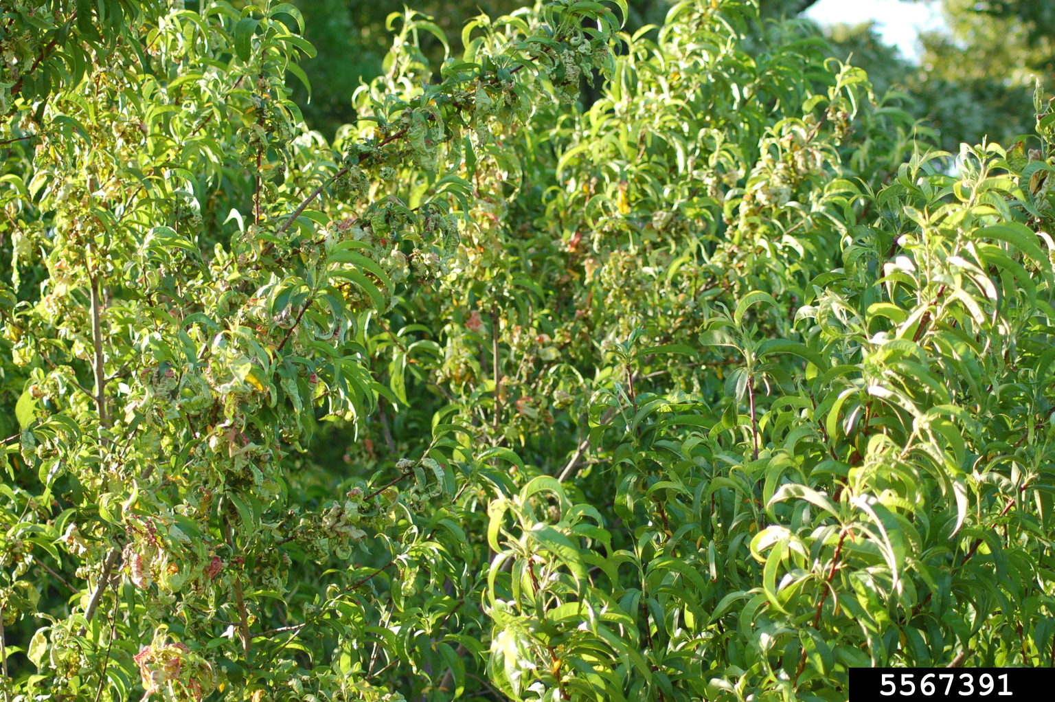 peach leaf curl (Taphrina deformans (Berk.) Tul.)