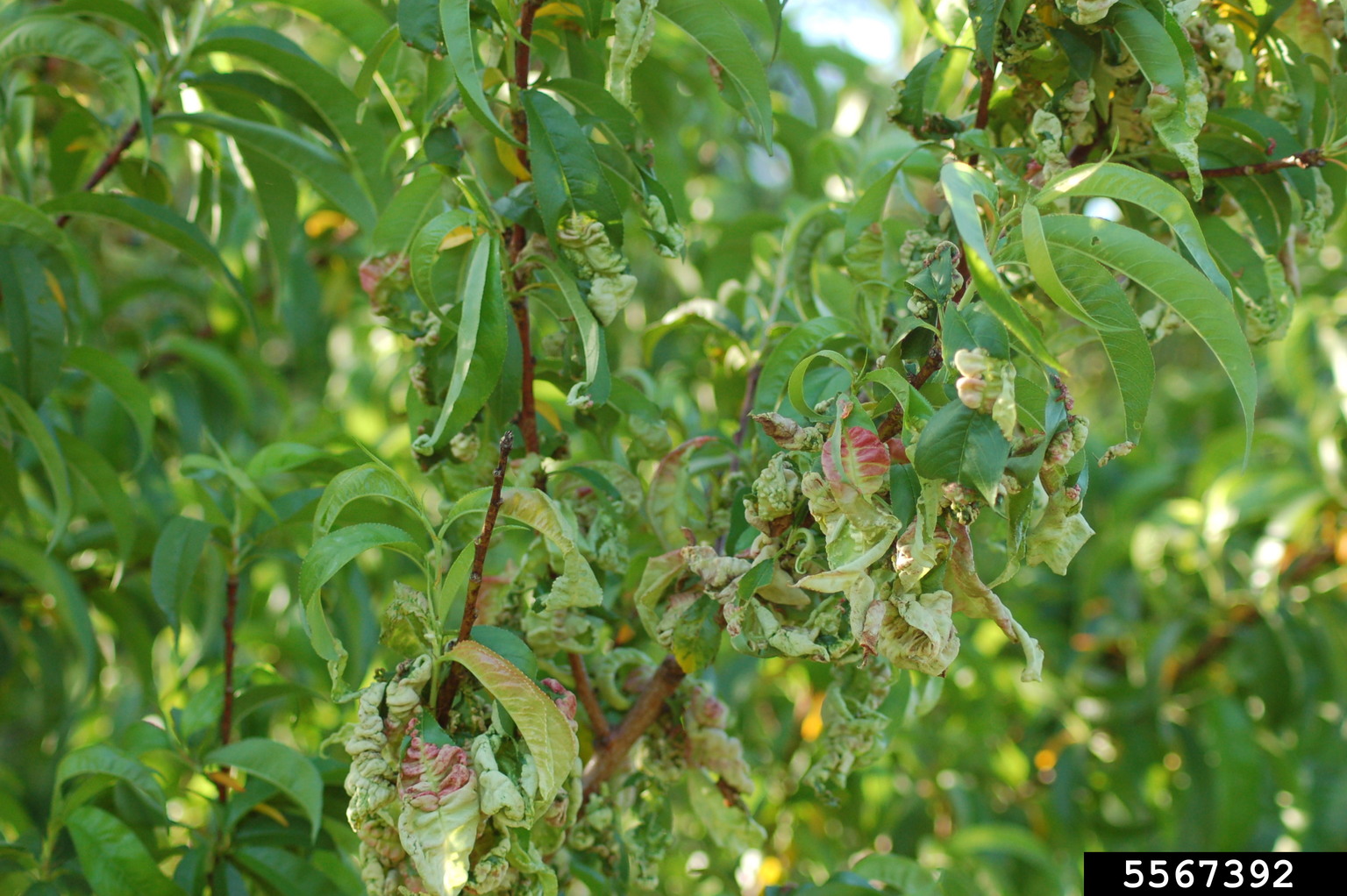 peach leaf curl (Taphrina deformans (Berk.) Tul.)