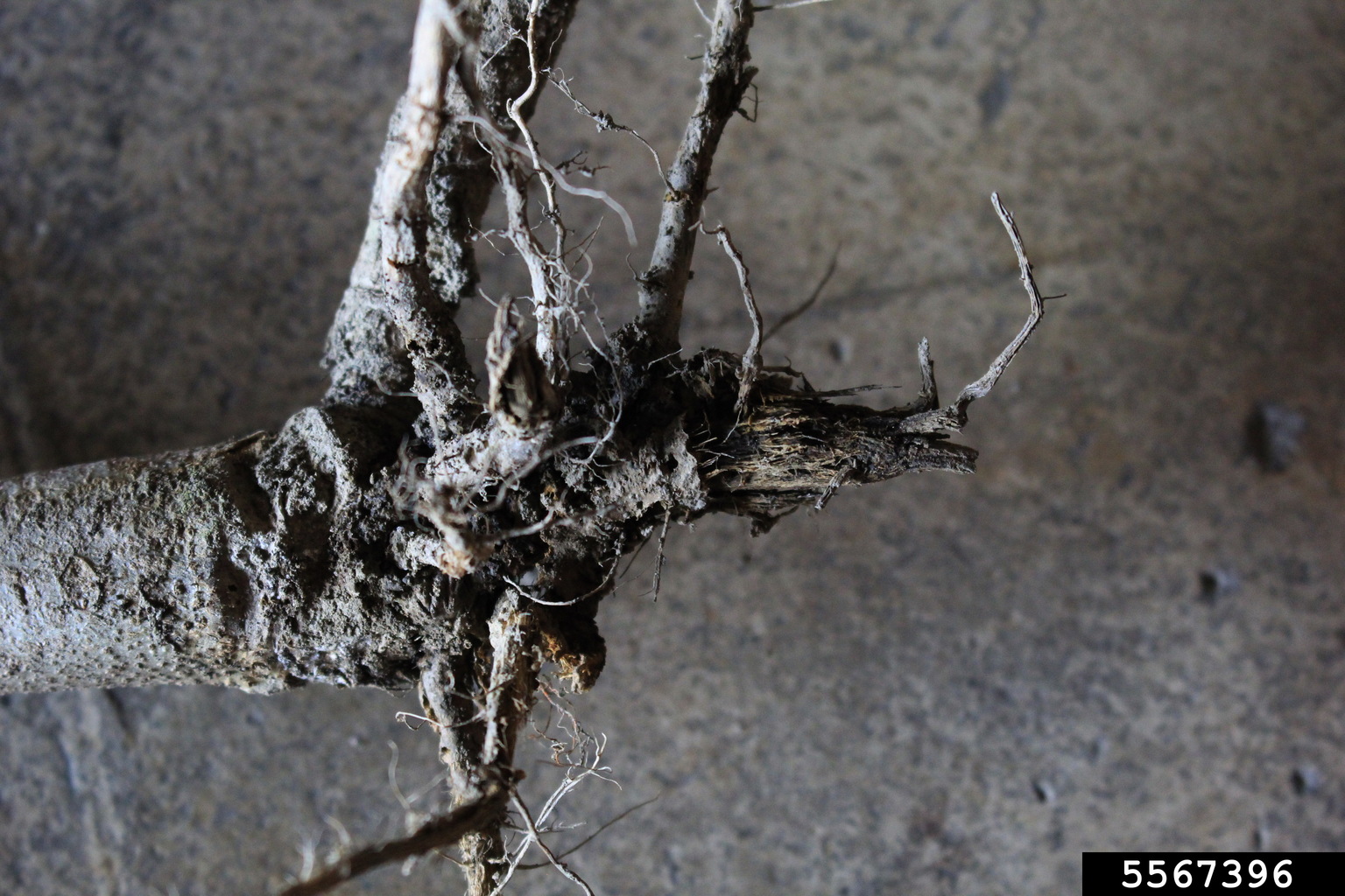 Phoma blights (Genus Phoma Sacc.)