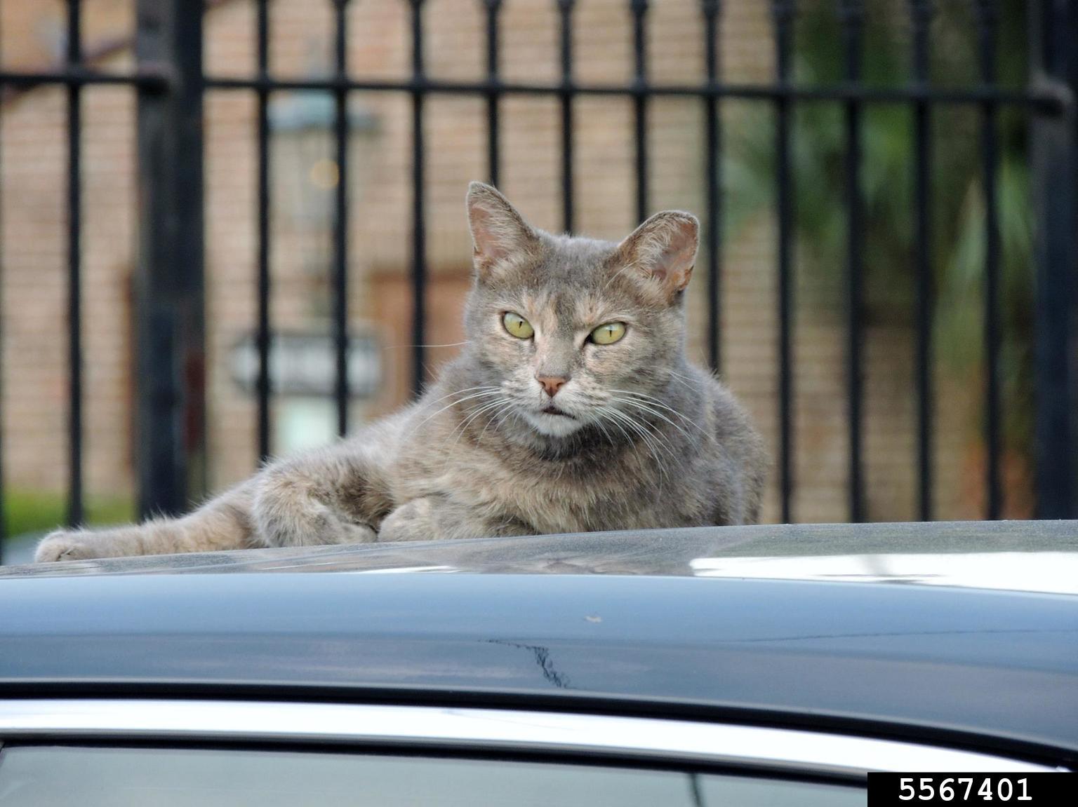 cat (feral) (Felis catus (feral type) Linnaeus)