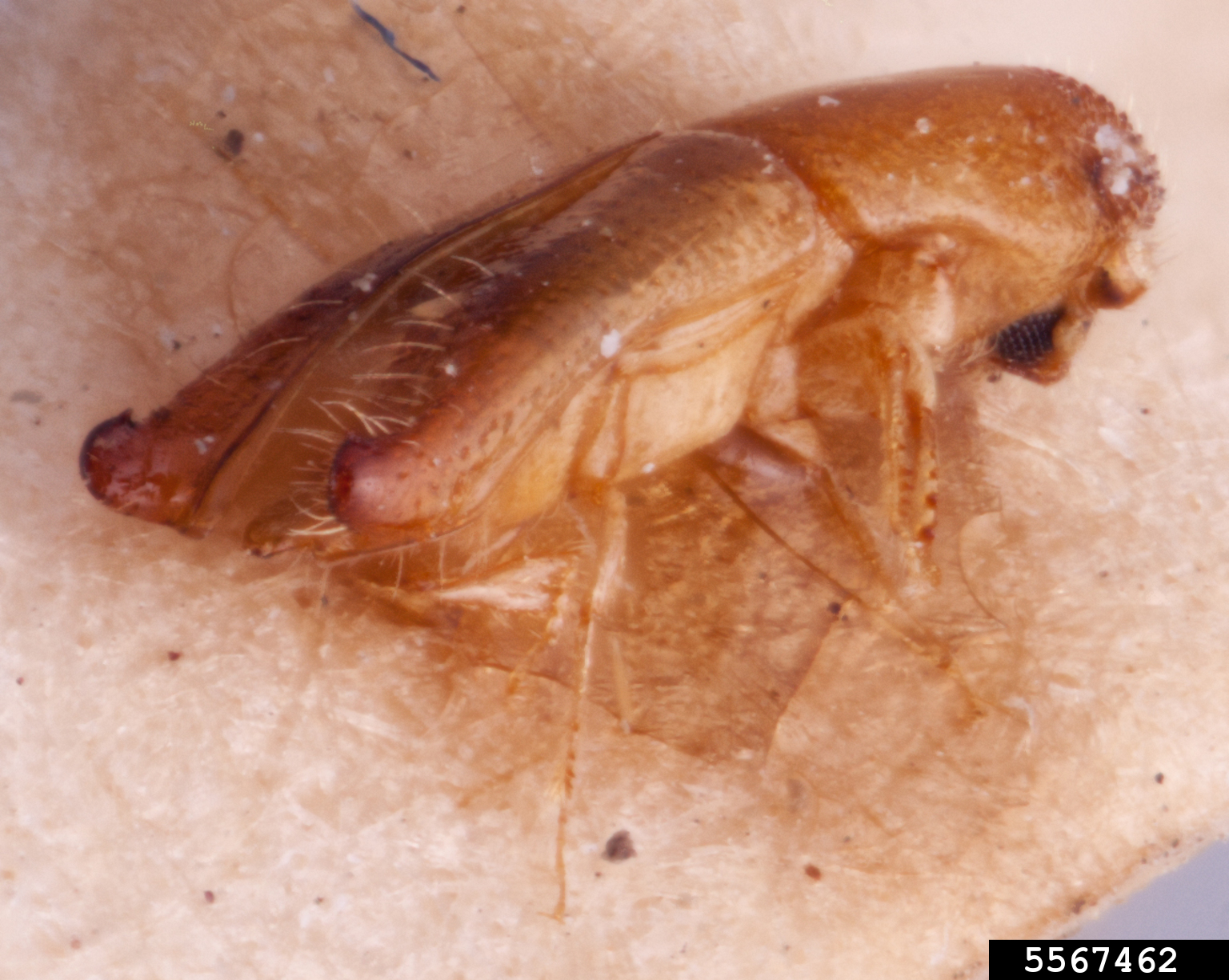 ambrosia beetle (Streptocranus fragilis)