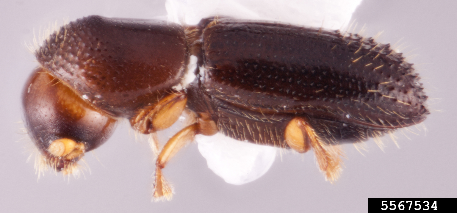 ambrosia beetle (Xyleborinus tritus Smith, Beaver, Cognato, 2020)