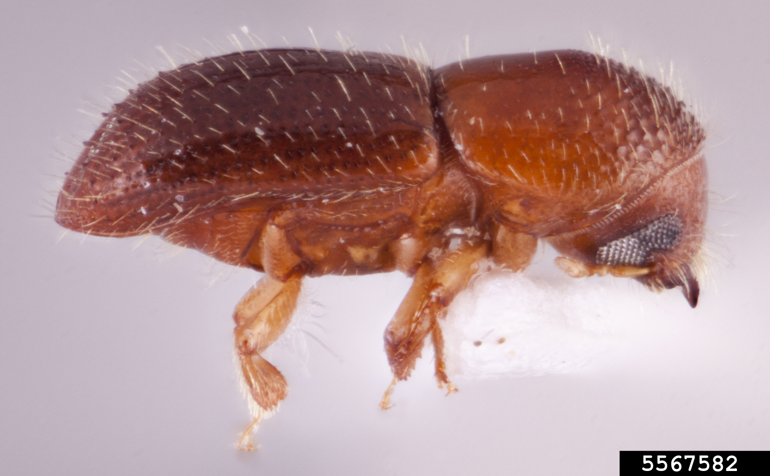 ambrosia beetle (Xyleborus affinis)