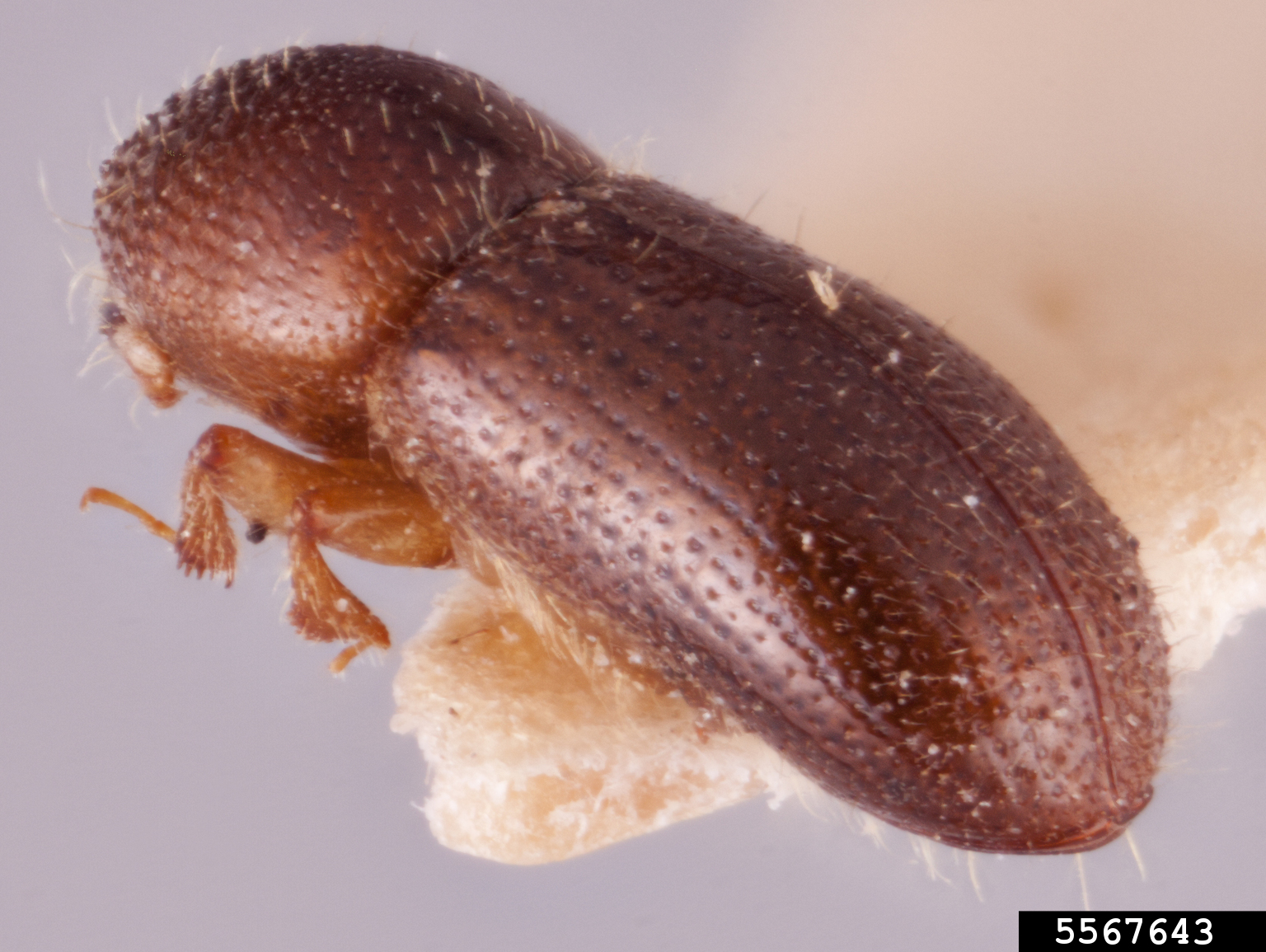 ambrosia beetle (Heteroborips indicus Smith, Beaver, Cognato, 2020)