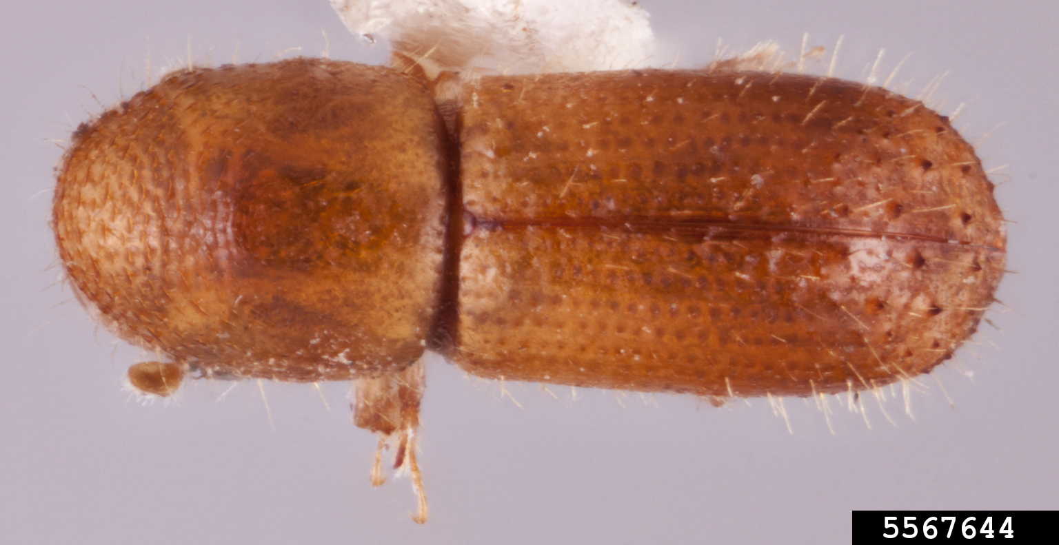 ambrosia beetle (Xyleborus perforans (Wollaston, 1857))