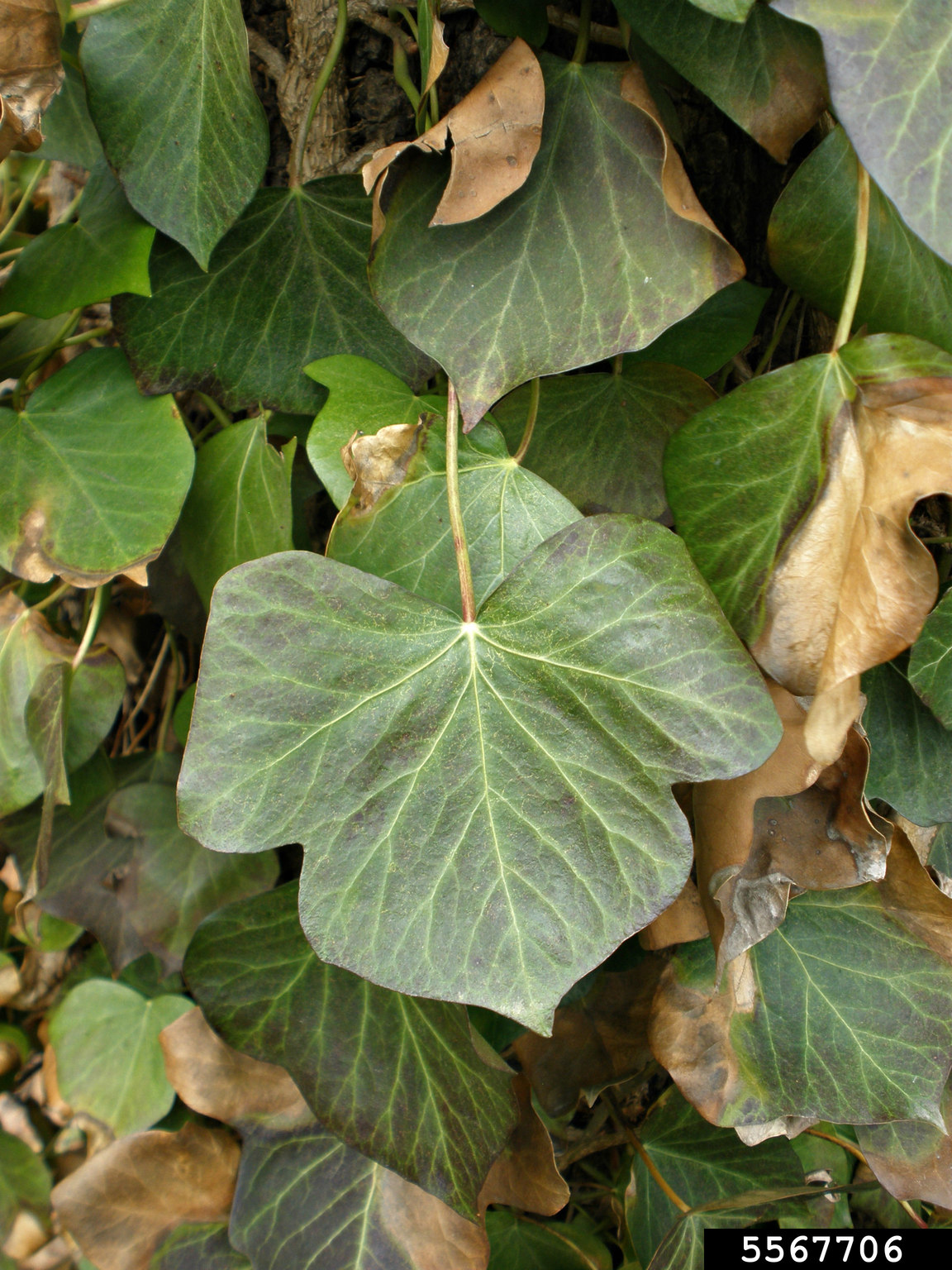 English ivy (Hedera helix)