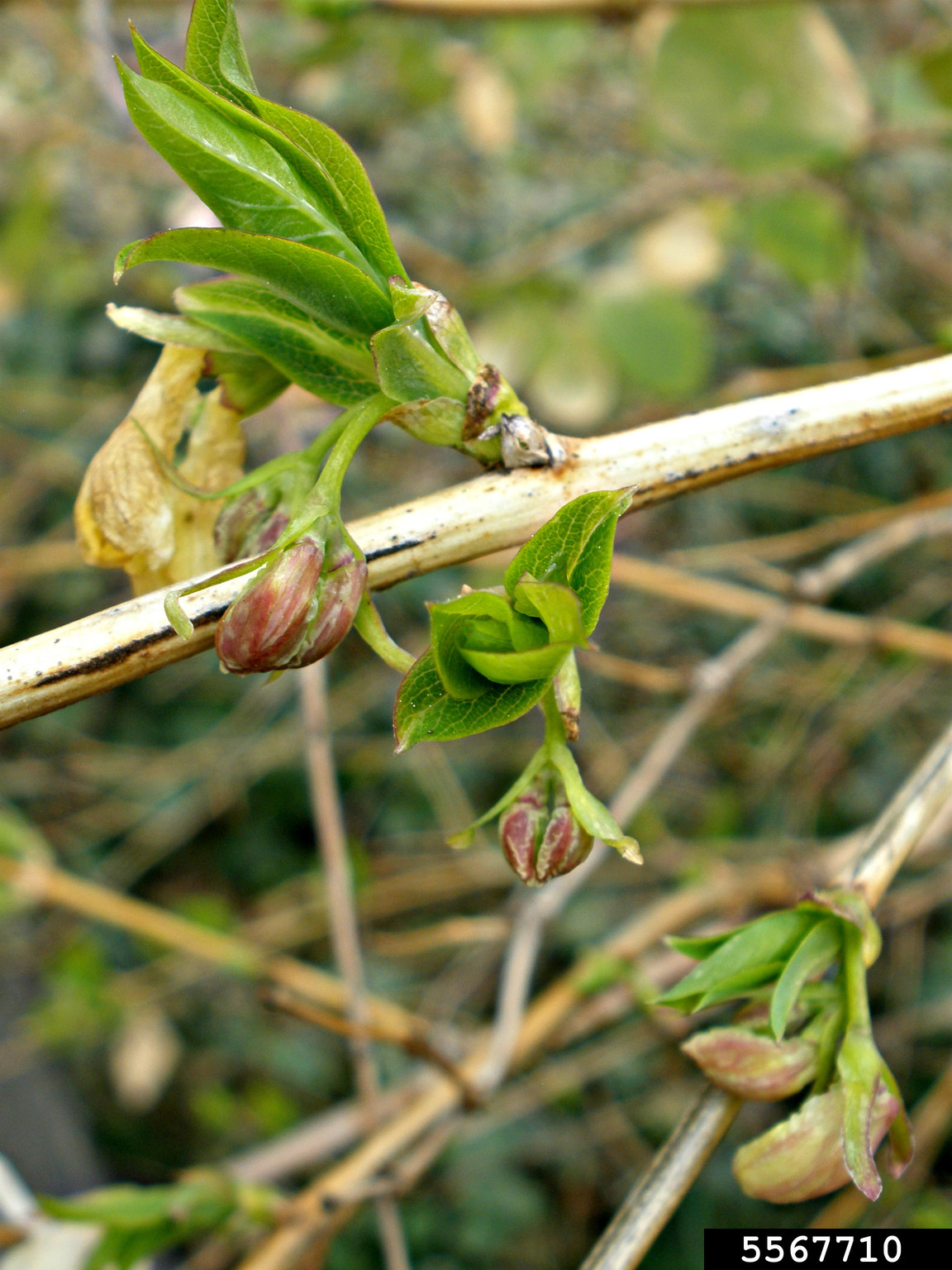 sweet breath of spring (Lonicera fragrantissima)