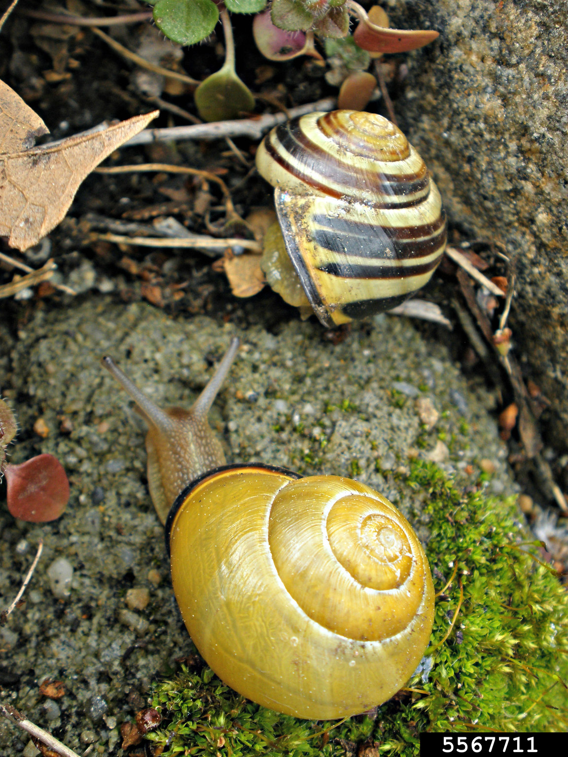banded wood snail (Cepaea nemoralis)
