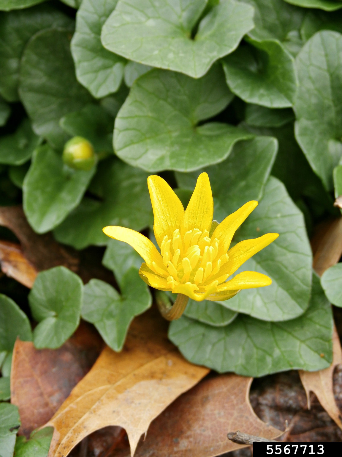 lesser celandine, fig buttercup (Ficaria verna)