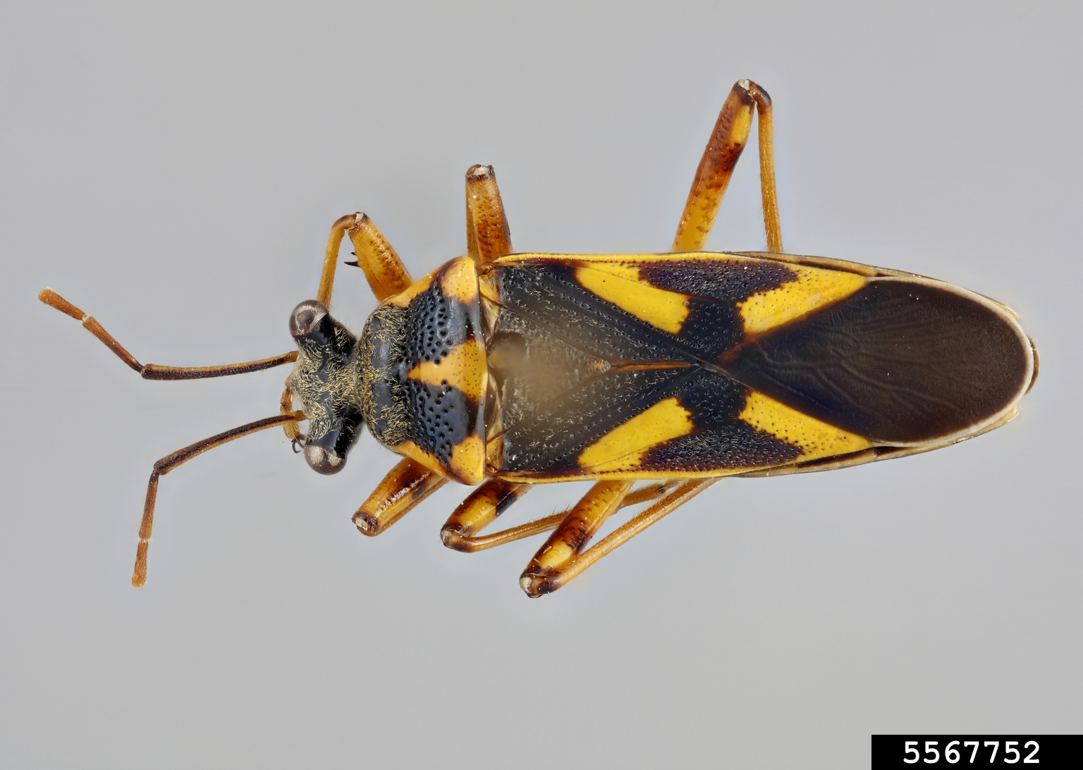 Bordered plant bug (Acinocoris interruptus Herrich-Schaeffer)