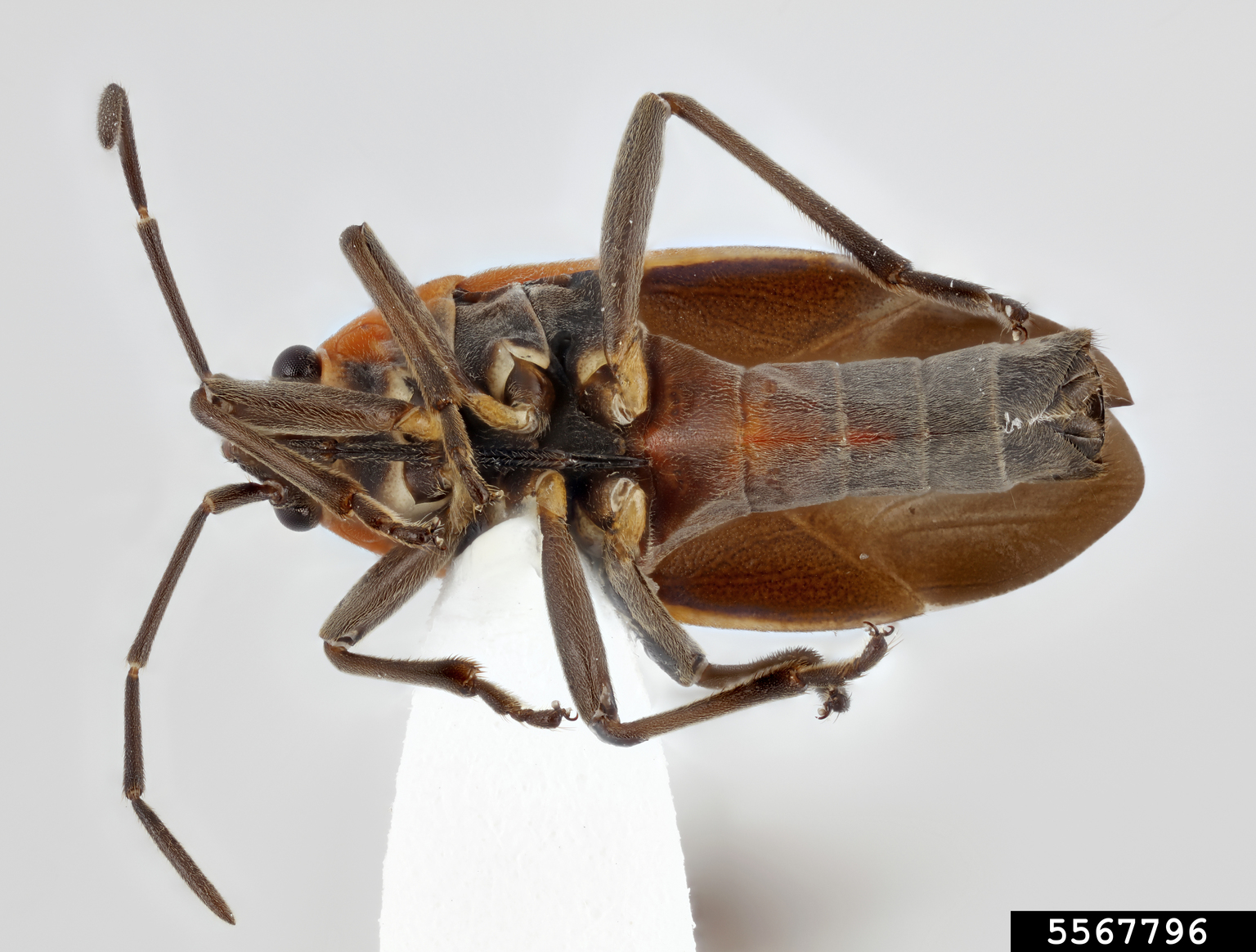 Seed bug (Dalmochrimnus guatemalanus Distant)