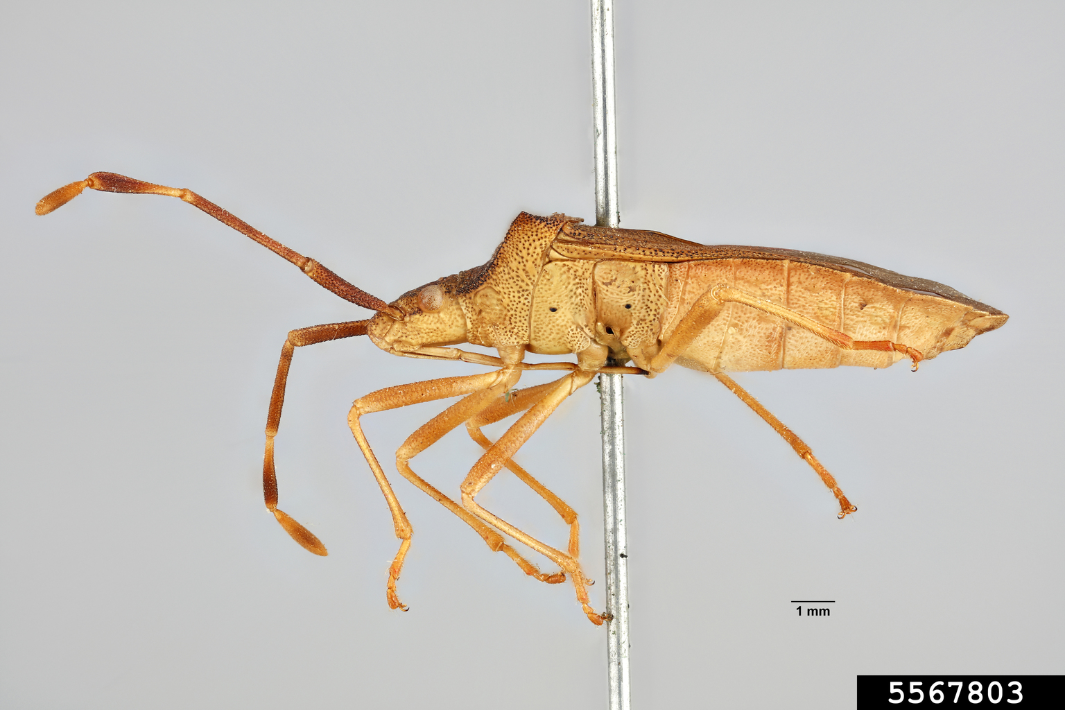 leaf-footed bug (Gonocerus acuteangulatus (Goeze, 1778))