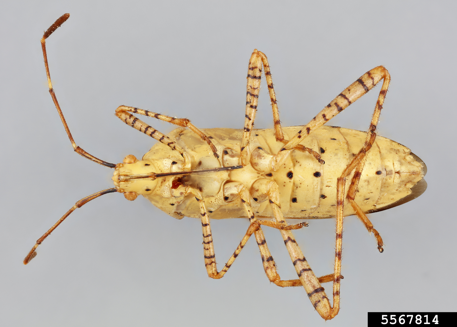 Leaf-footed bug (Hypselonotus punctiventris)