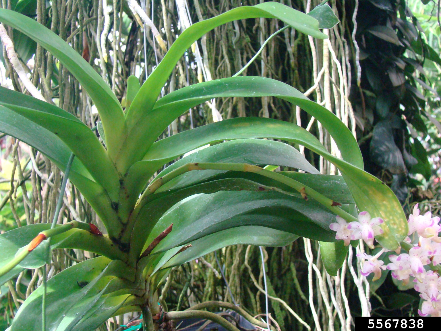 orchid (Aerides quinquevulnera Lindl.)