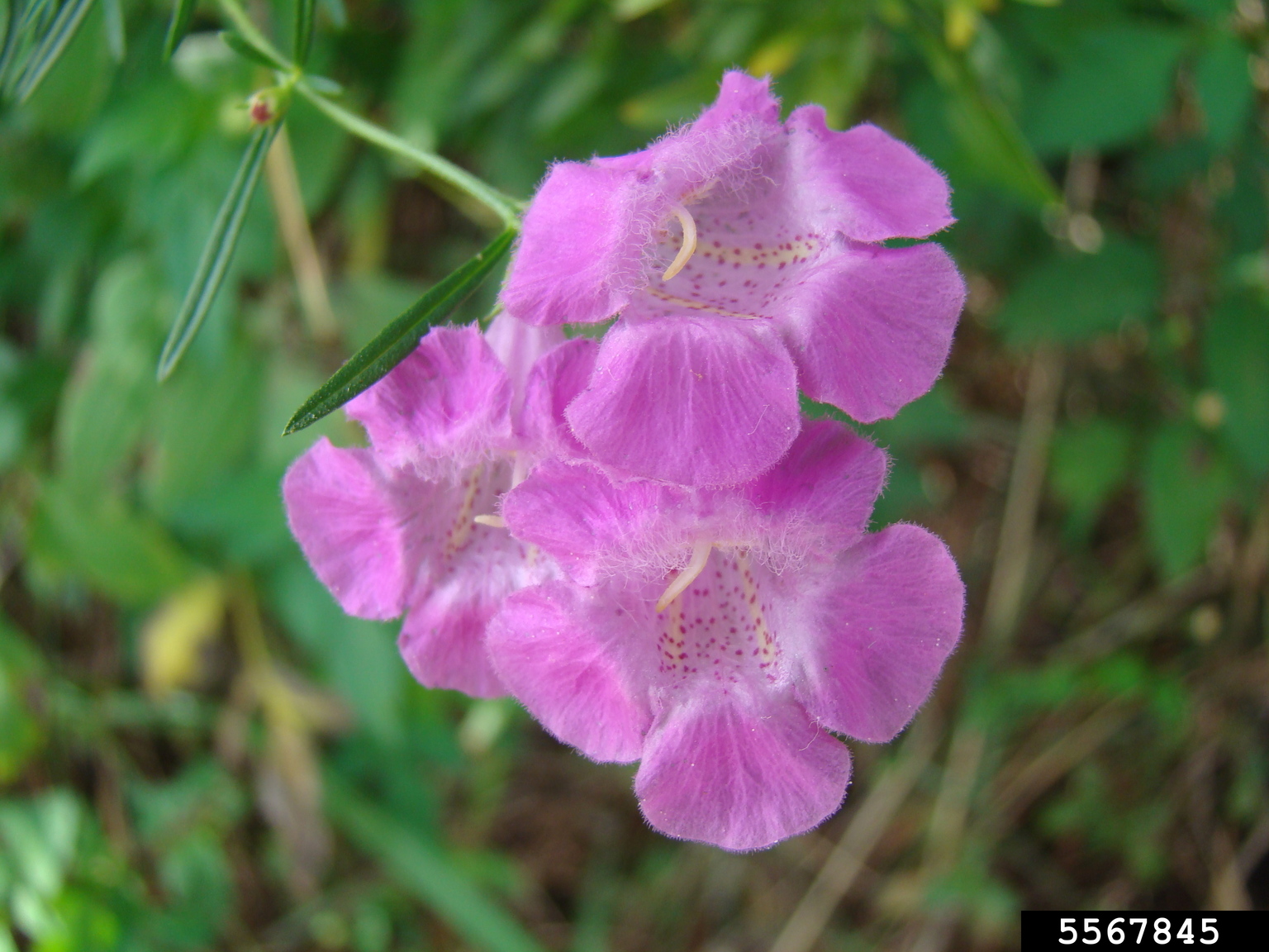 purple false foxglove (Agalinis purpurea)