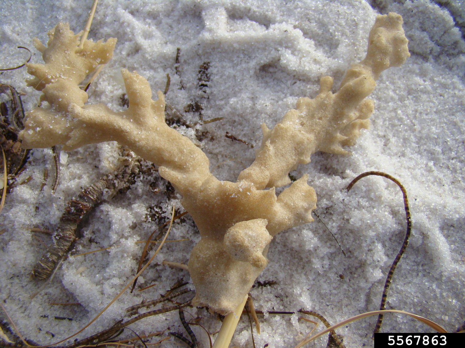 scattered pore rope sponge (Aplysina fulva (Pallas, 1766))