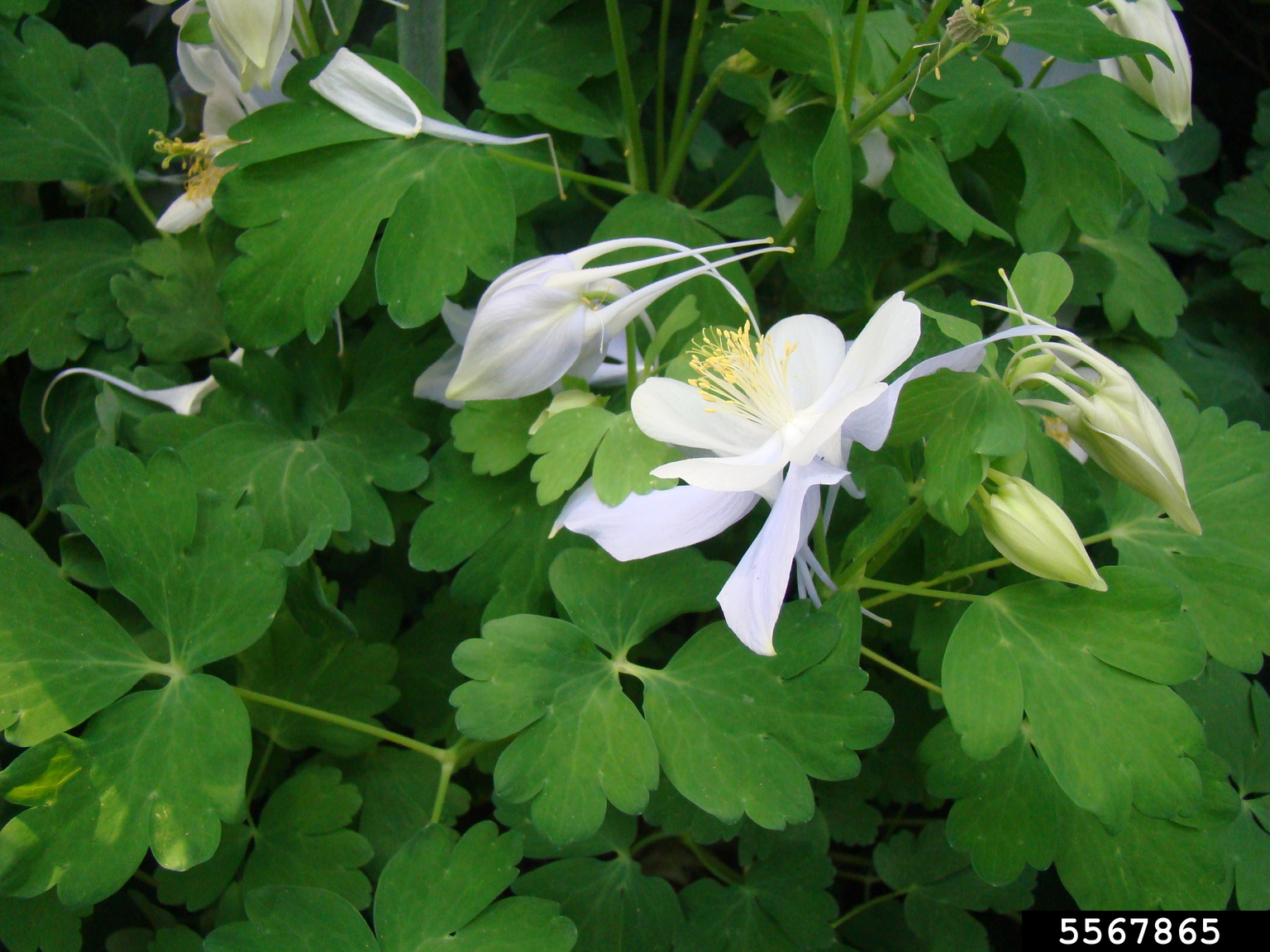 columbine (Genus Aquilegia L.)