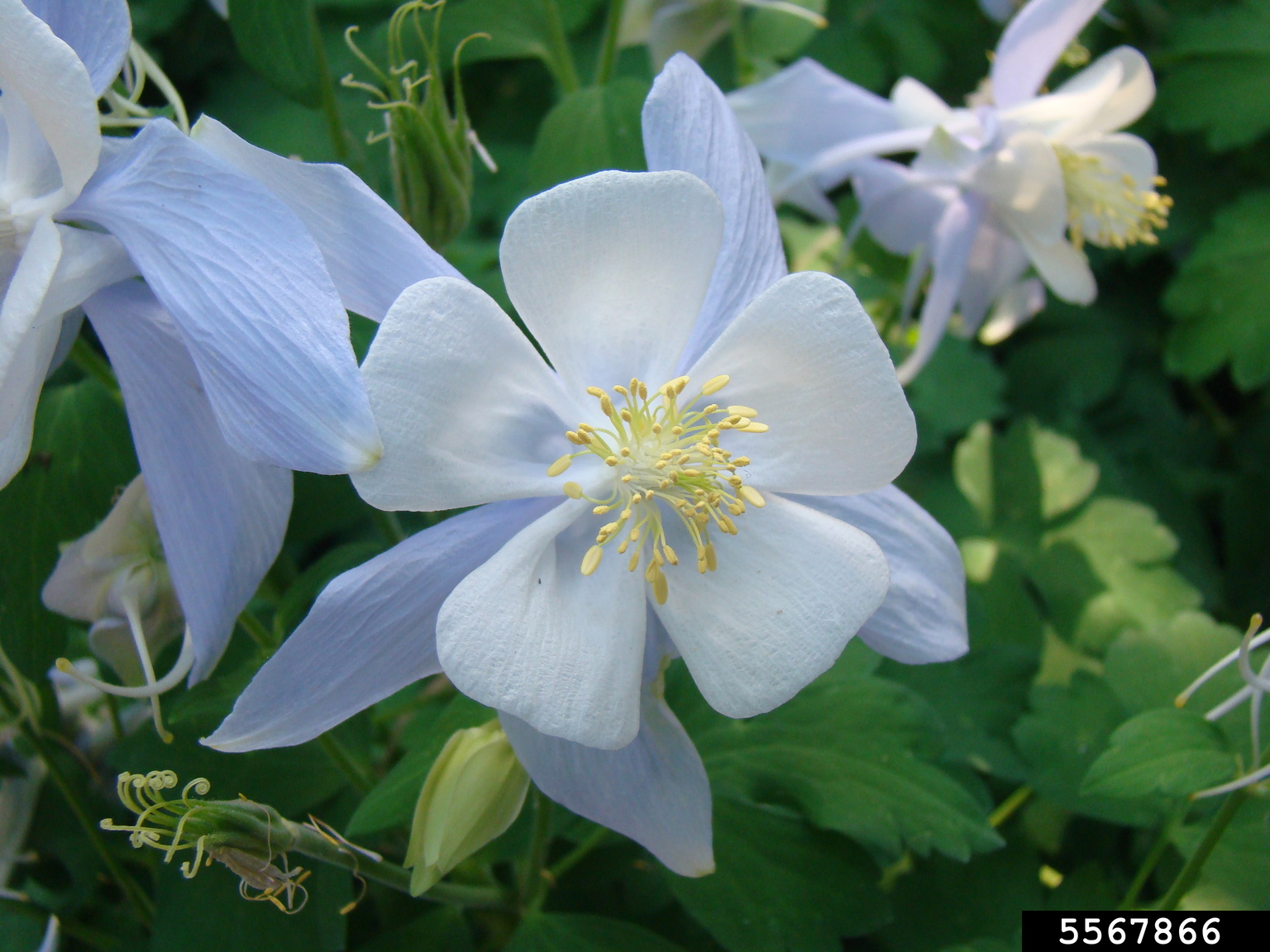 columbine (Genus Aquilegia)