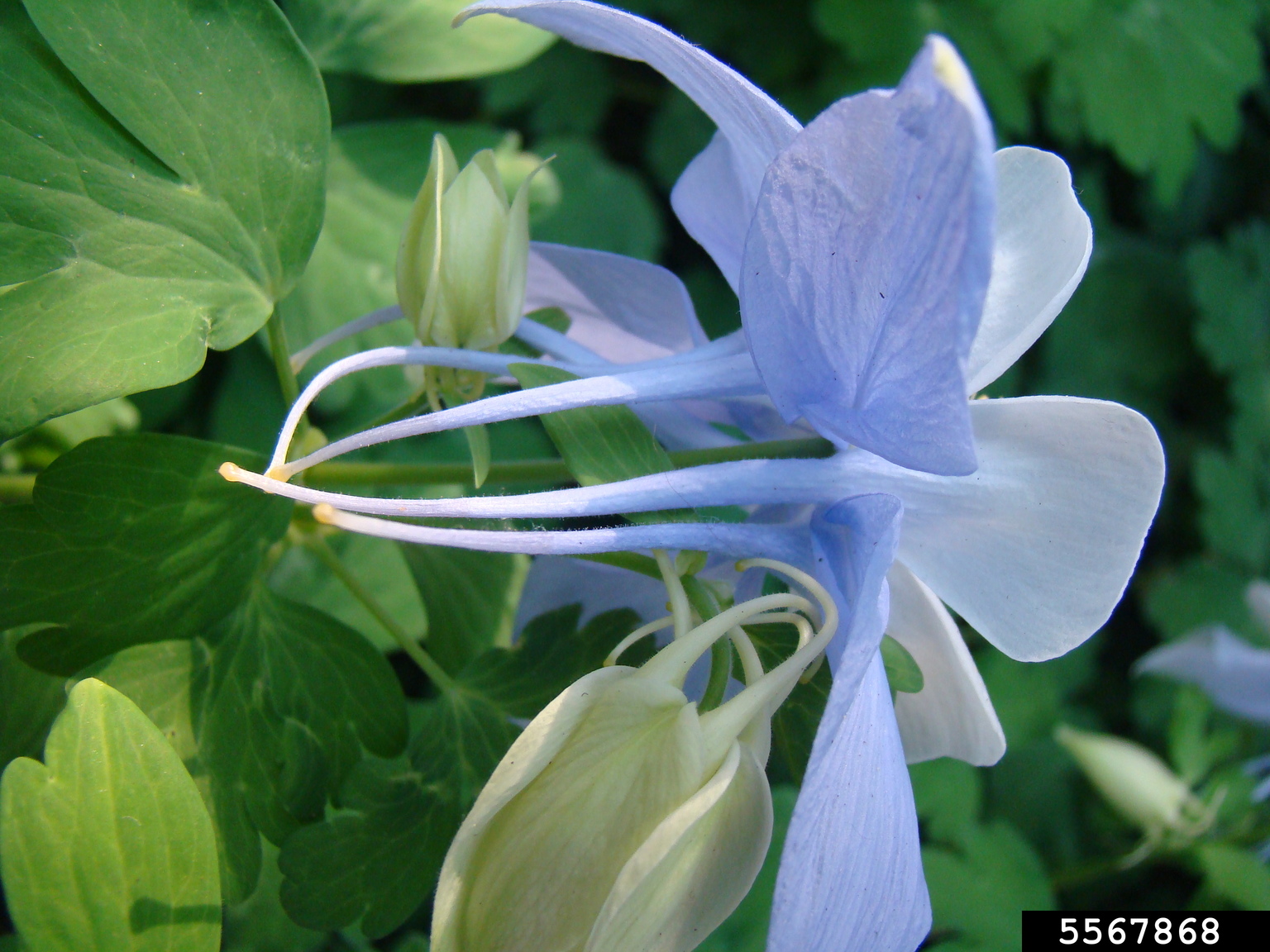 columbine (Genus Aquilegia L.)