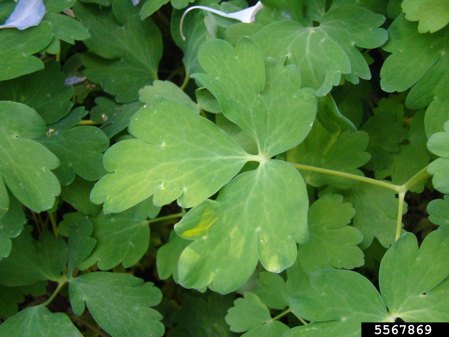 columbine (Genus Aquilegia)