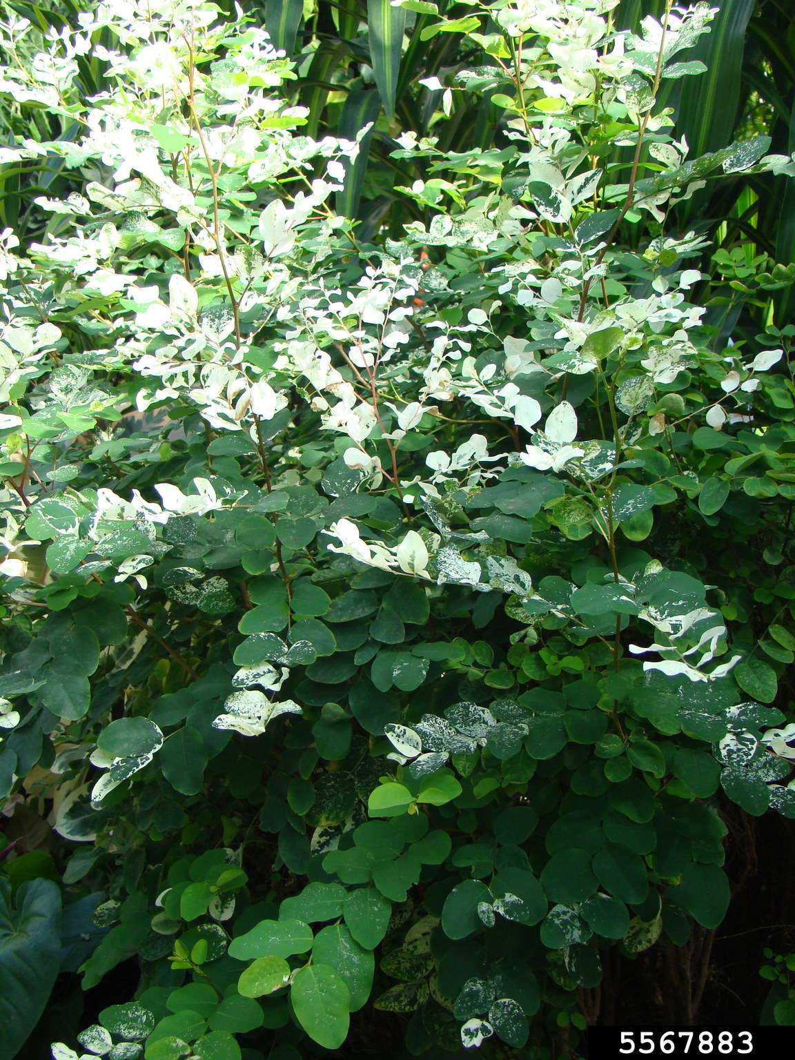 snowbush (Breynia disticha J.R. & G. Forst.)