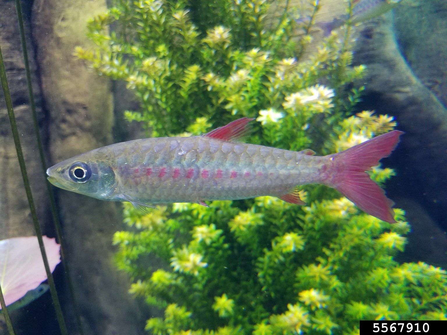 pink-tailed chalceus (Chalceus macrolepidotus Cuvier, 1818)