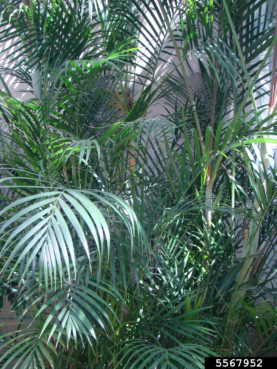 yellow butterfly palm (Dypsis lutescens)