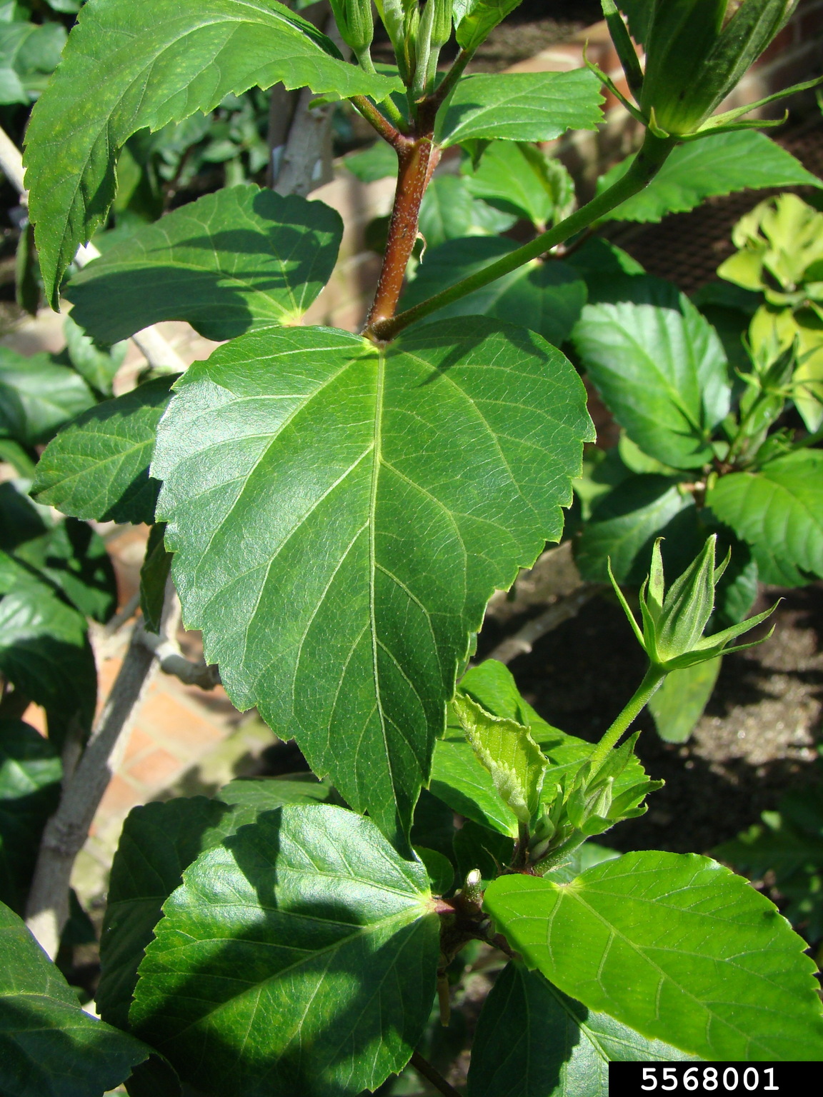 shoeblackplant (Hibiscus rosa-sinensis L.)