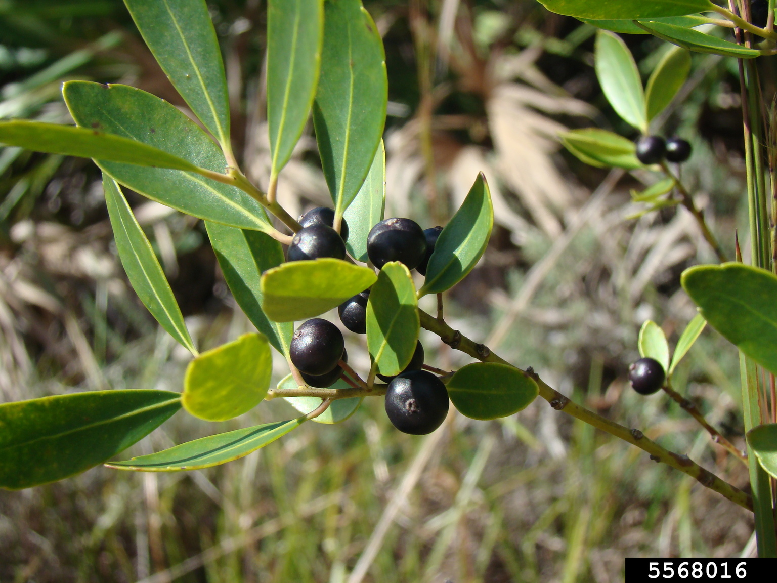 gallberry (Ilex glabra)