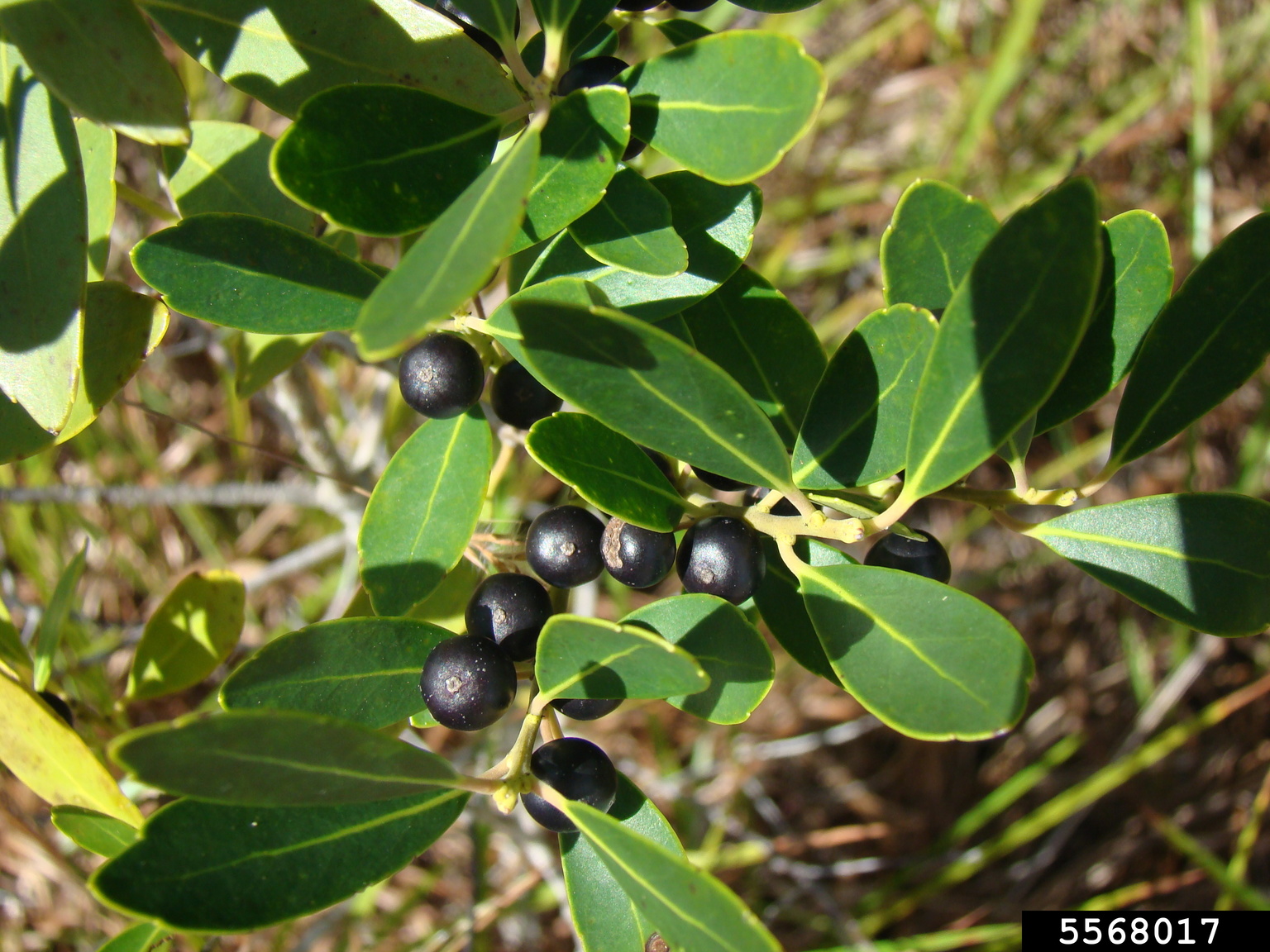 gallberry (Ilex glabra)