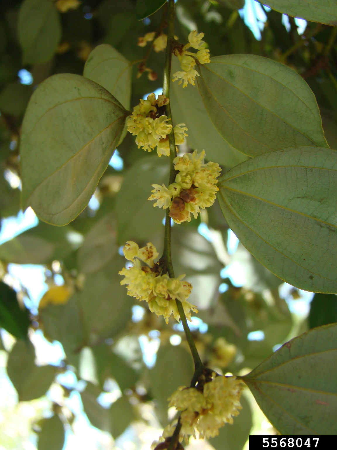 spicesbush (Lindera aggregata)