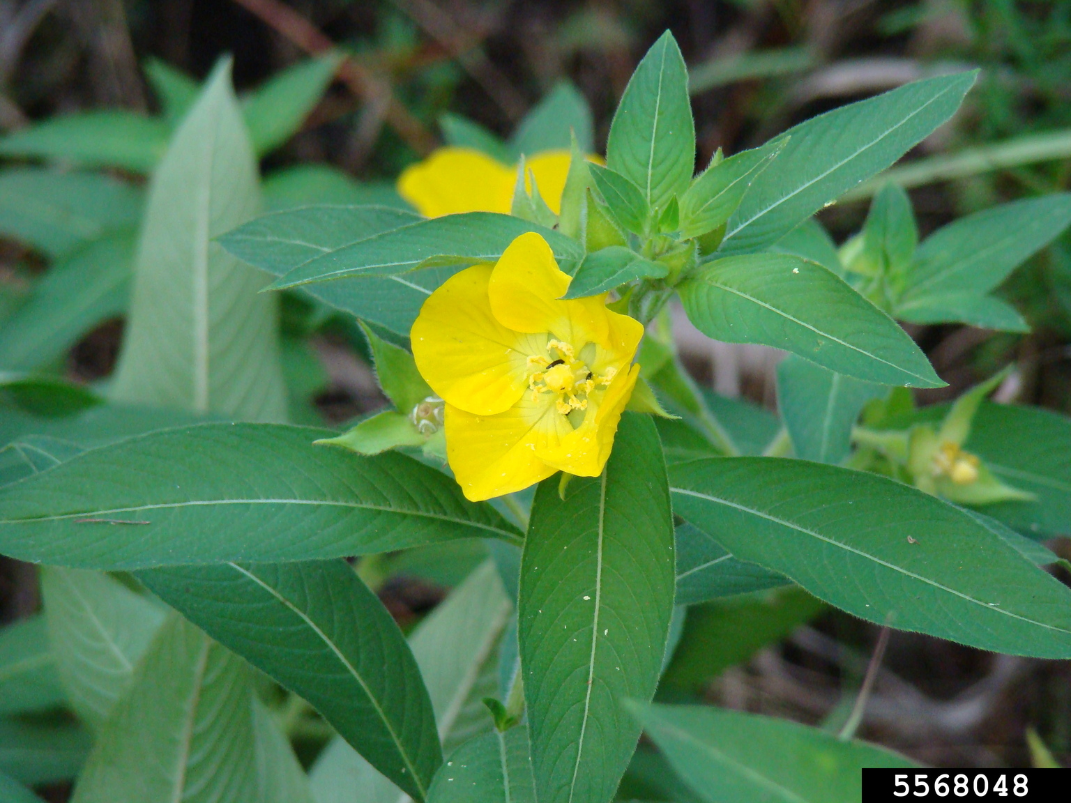 large-flower primrose-willow (Ludwigia grandiflora)