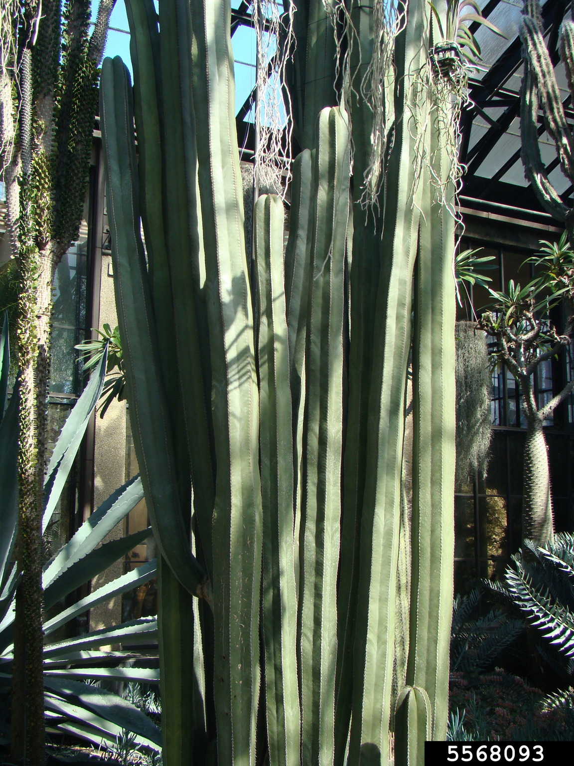 Mexican fence post cactus (Pachycereus marginatus)