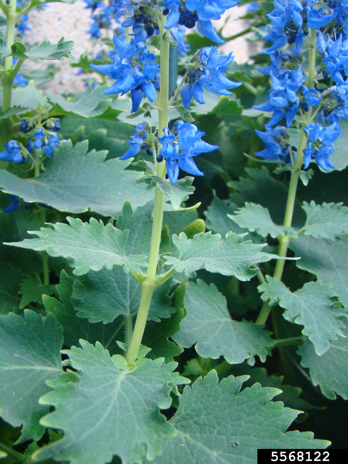 spurflower (Plectranthus thyrsoideus)