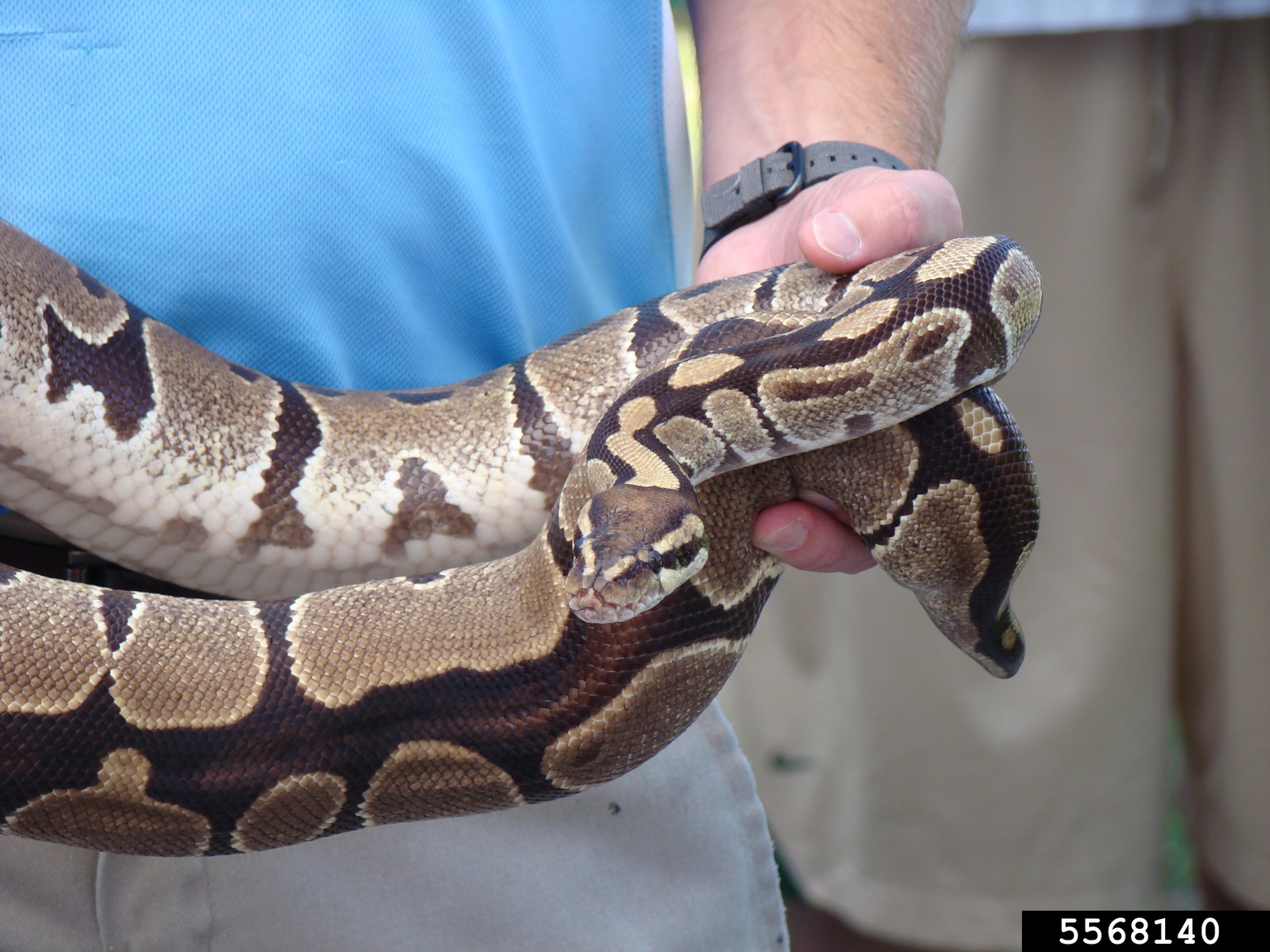 ball python (Python regius)