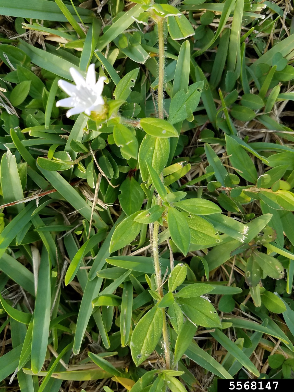 largeflower Mexican clover (Richardia grandiflora (Cham. & Schlecht.) J ...