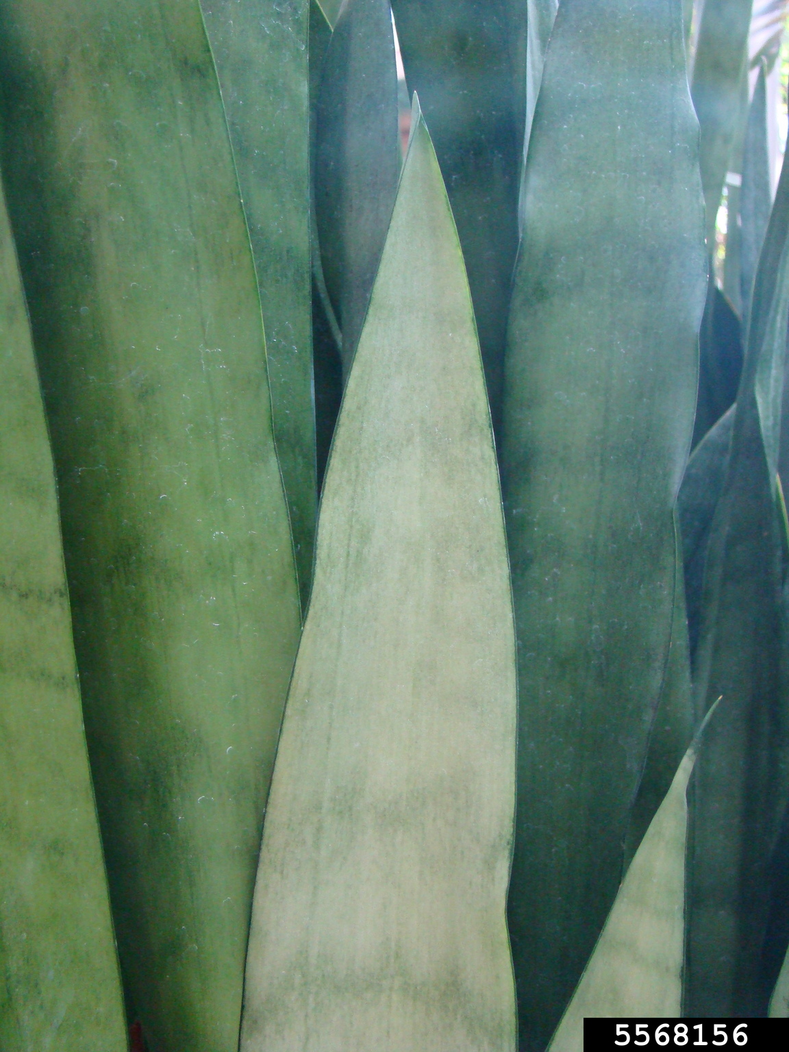 viper's bowstring hemp (Sansevieria trifasciata hort. ex Prain)