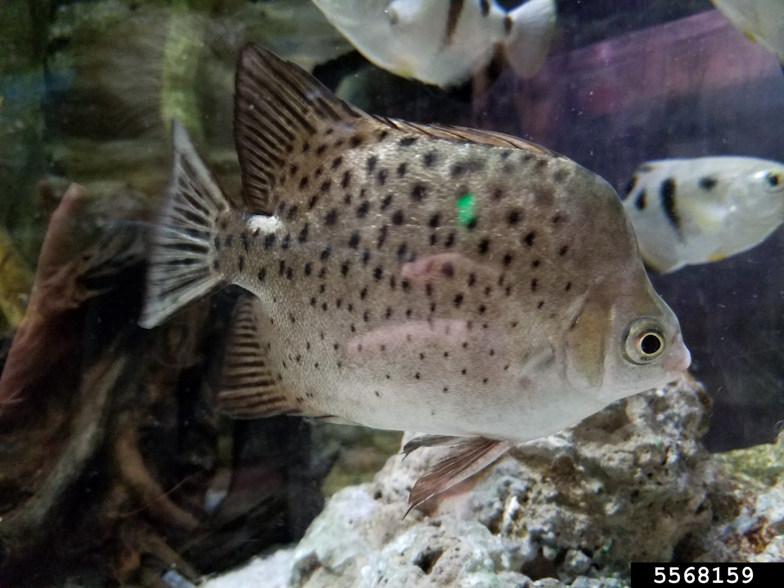 scat (Scatophagus argus)