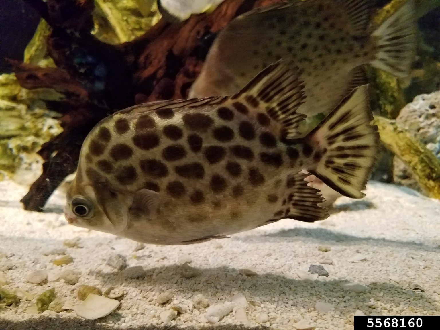 scat (Scatophagus argus (Linnaeus, 1766))