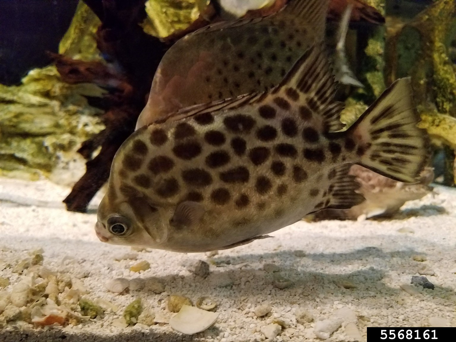 scat (Scatophagus argus (Linnaeus, 1766))