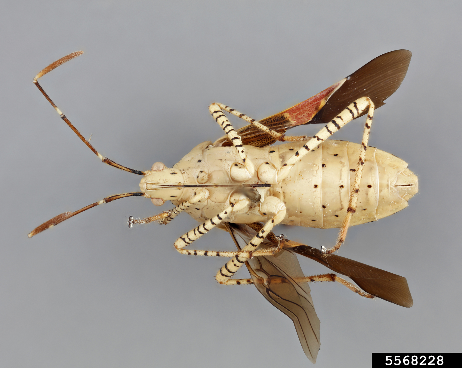 Leaf-footed bug (Hypselonotus punctiventris Stål)