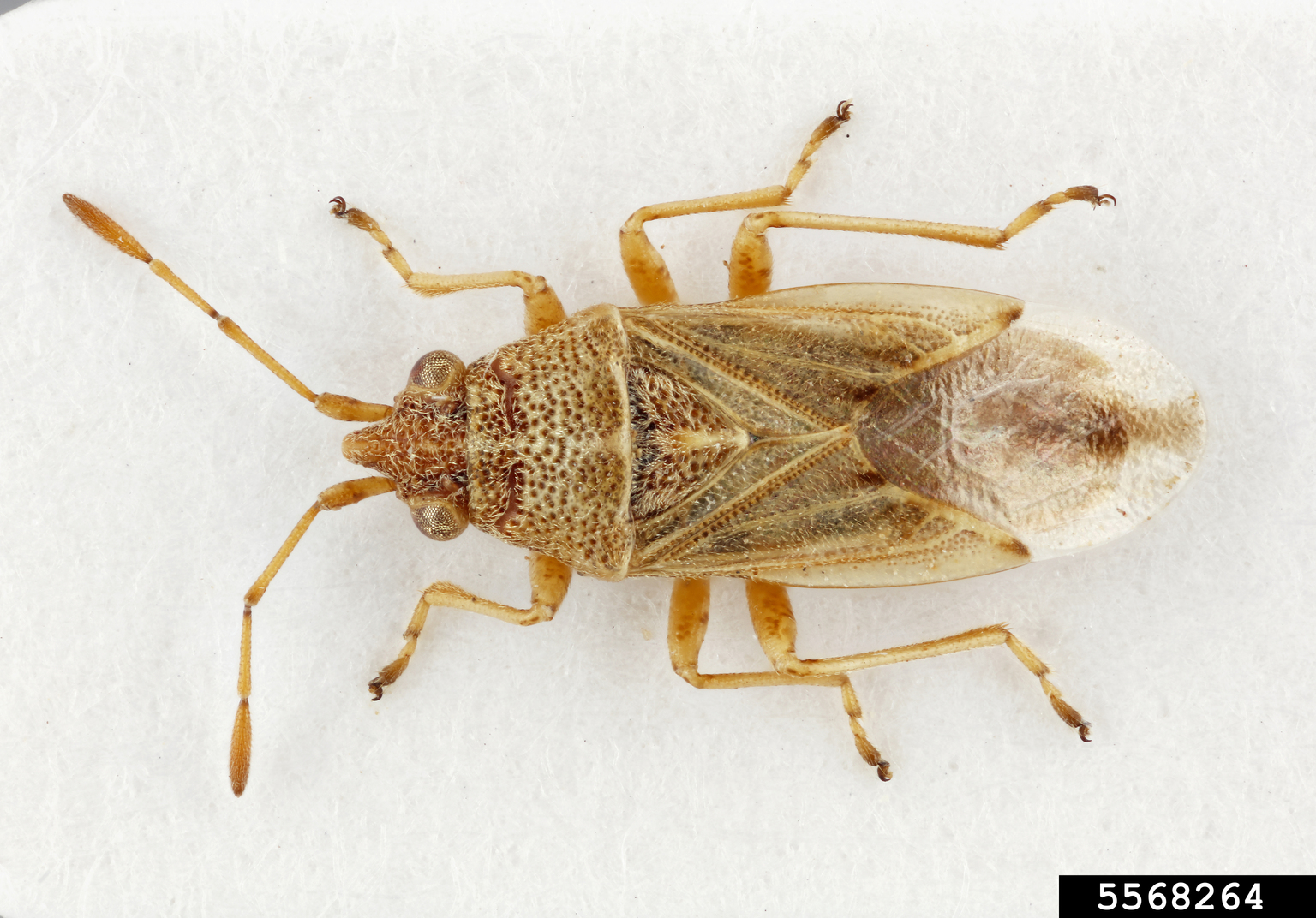 Seed bug (Nysius immunis)