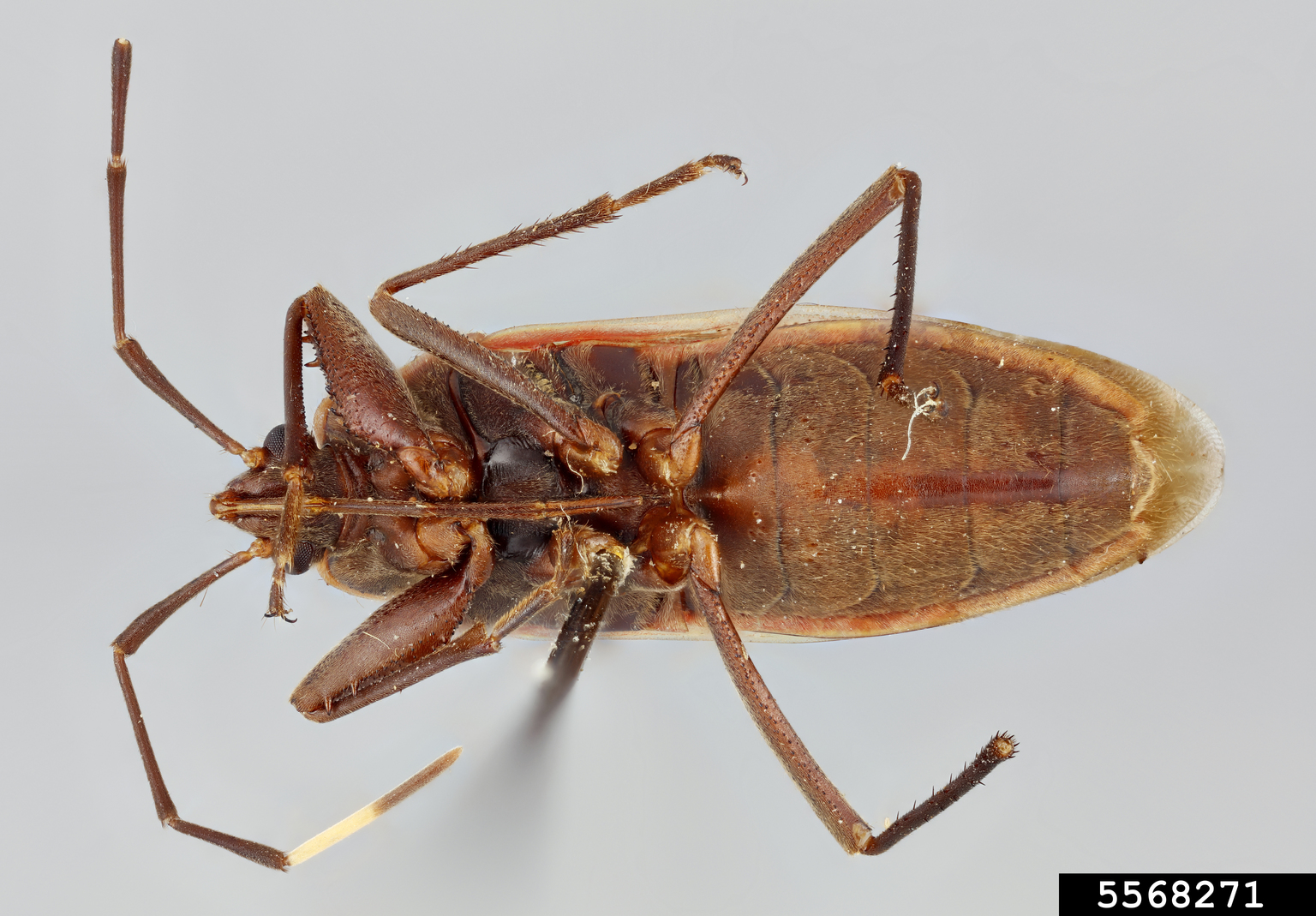 Bordered plant bug (Physopelta cincticollis Stål)