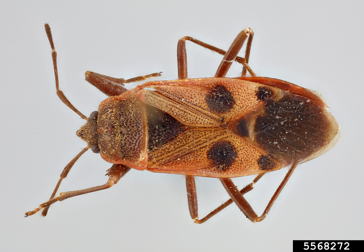 Gutta Bug (Physopelta gutta)