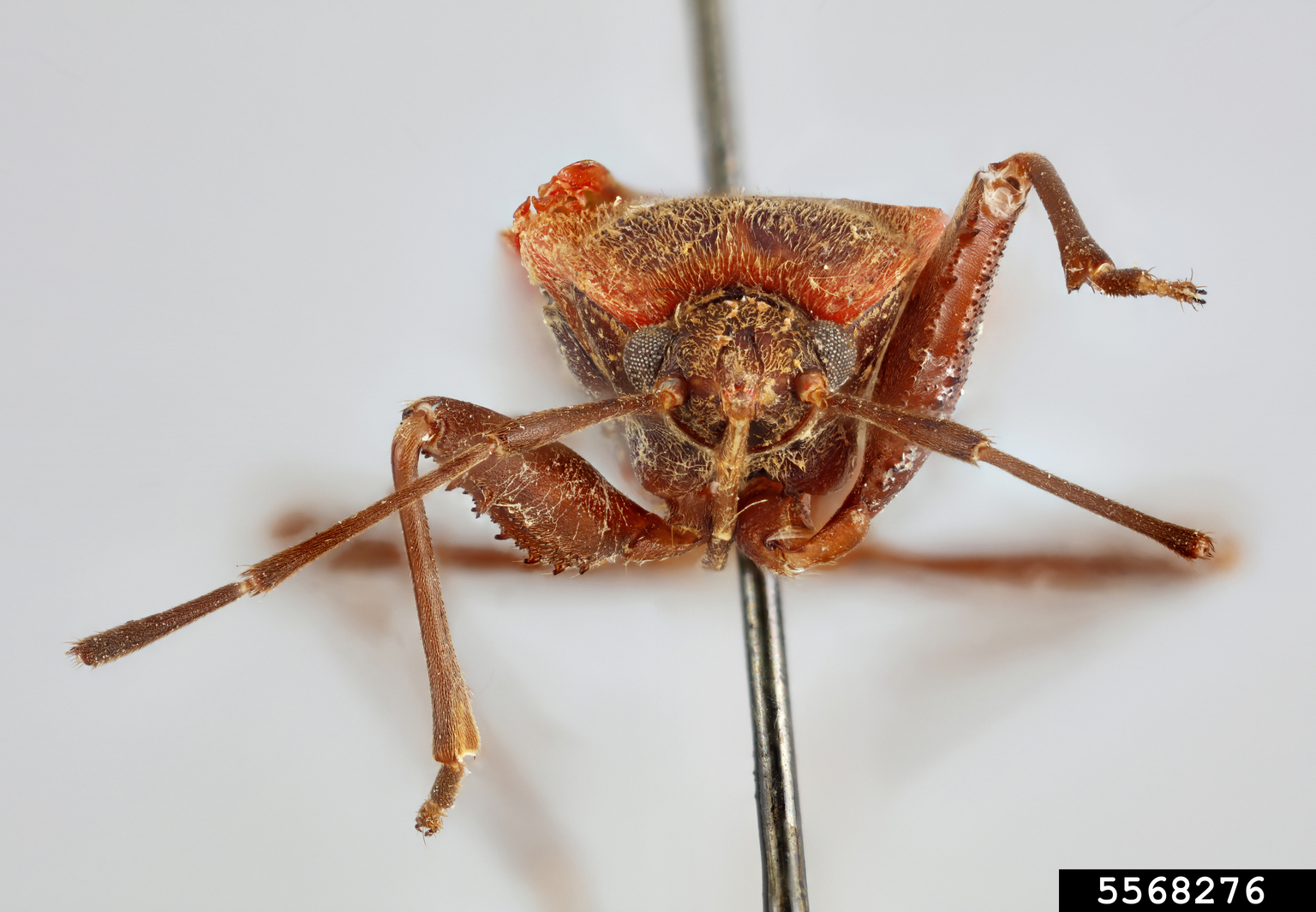 Gutta Bug (Physopelta gutta (Burmeister, 1834))