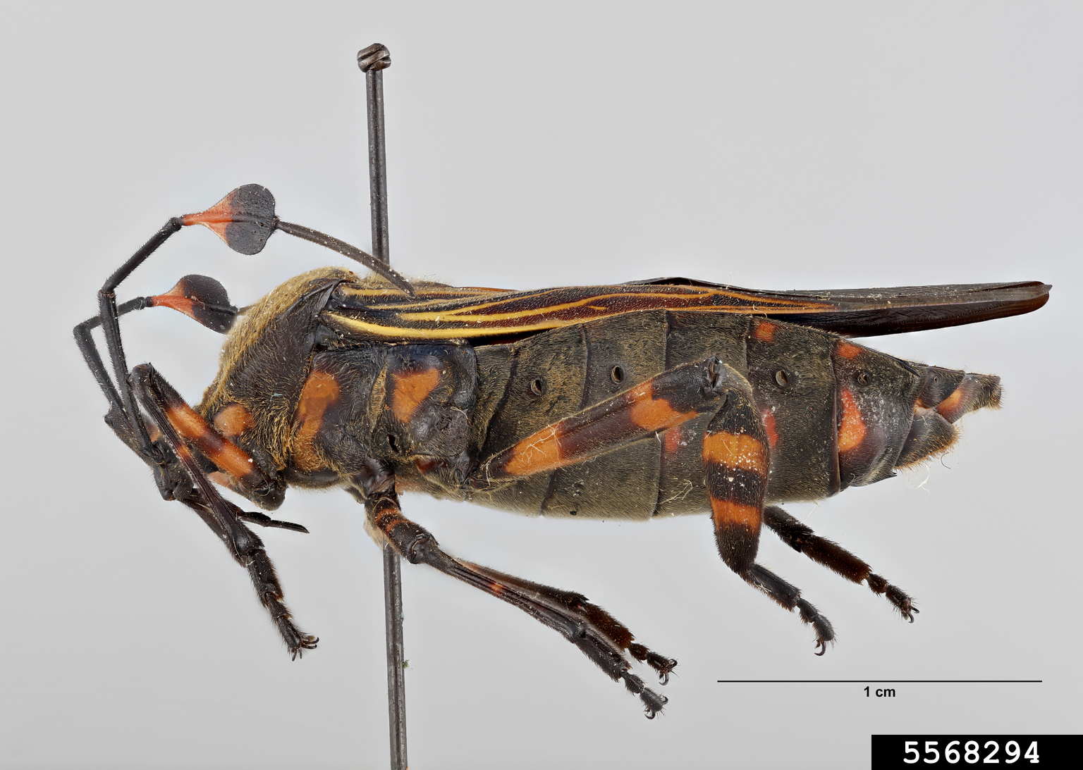 Leaf-footed bug, Thasus gigas (Hemiptera: Coreidae) - 5568294